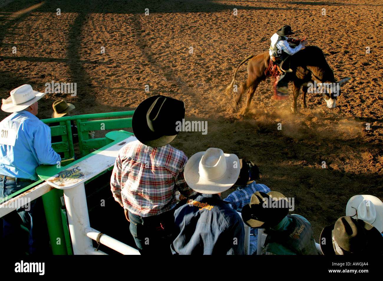 Bull riding Mt. Isa Stock Photo - Alamy