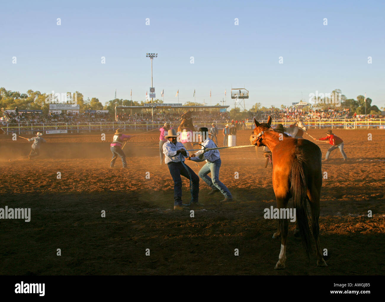 Wild horse race at Mt Isa rodeo Stock Photo - Alamy