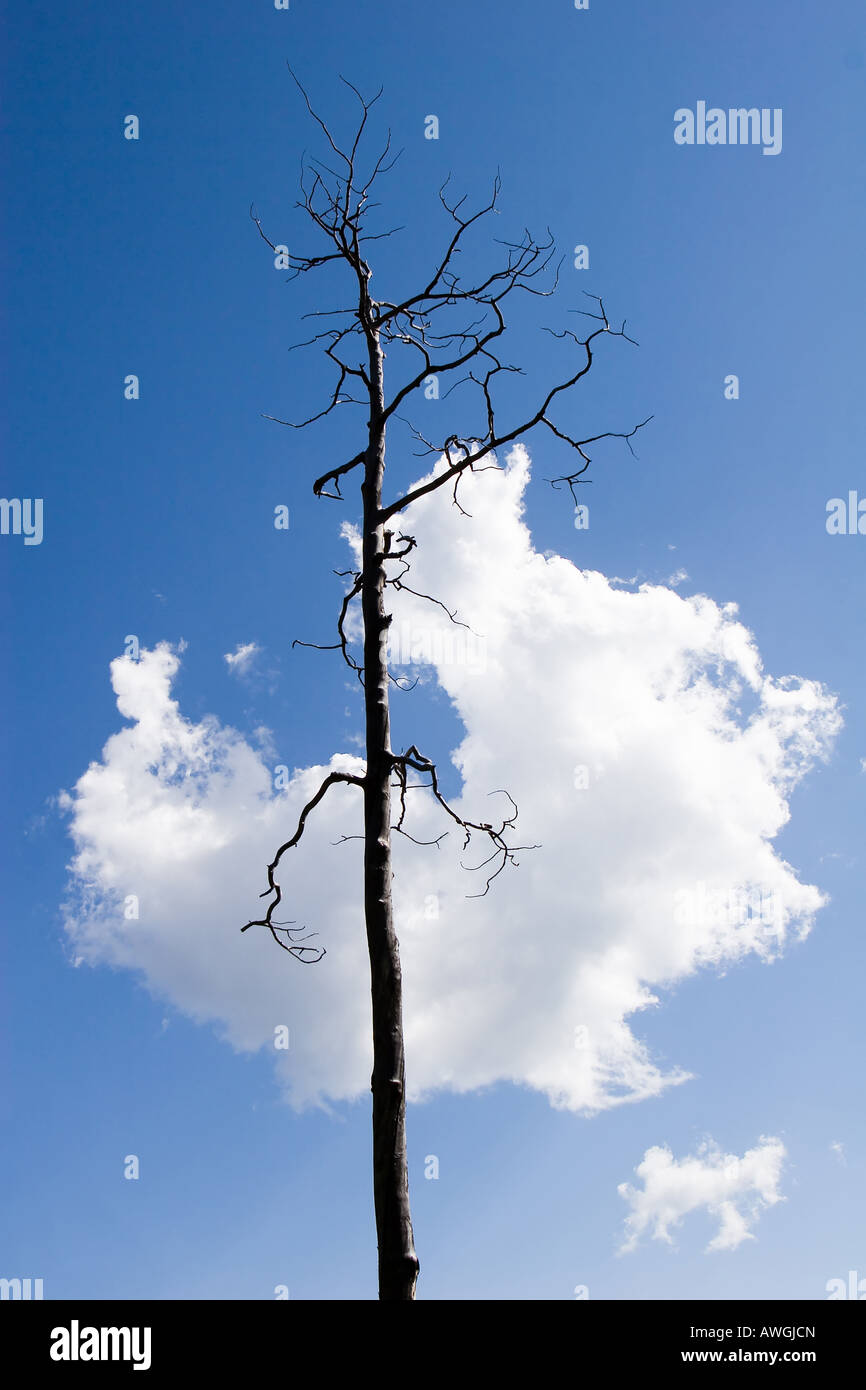 tree and cloud Stock Photo - Alamy