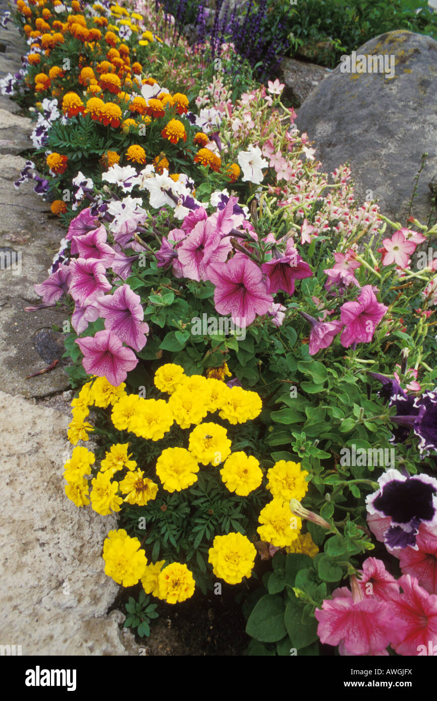 Flower garden discovery hi-res stock photography and images - Alamy