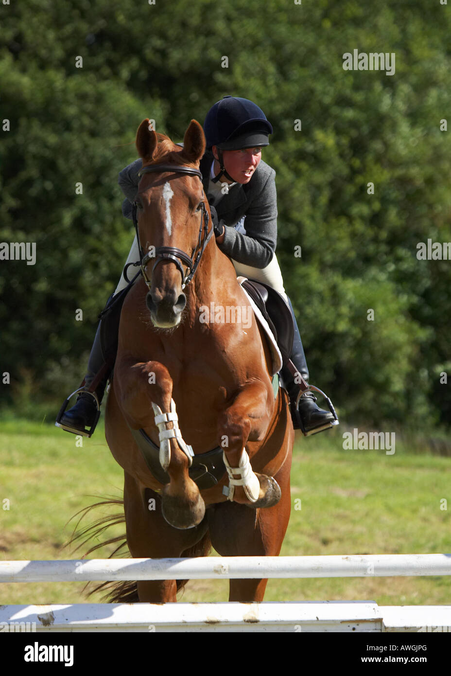 Cross breed horse hi-res stock photography and images - Alamy