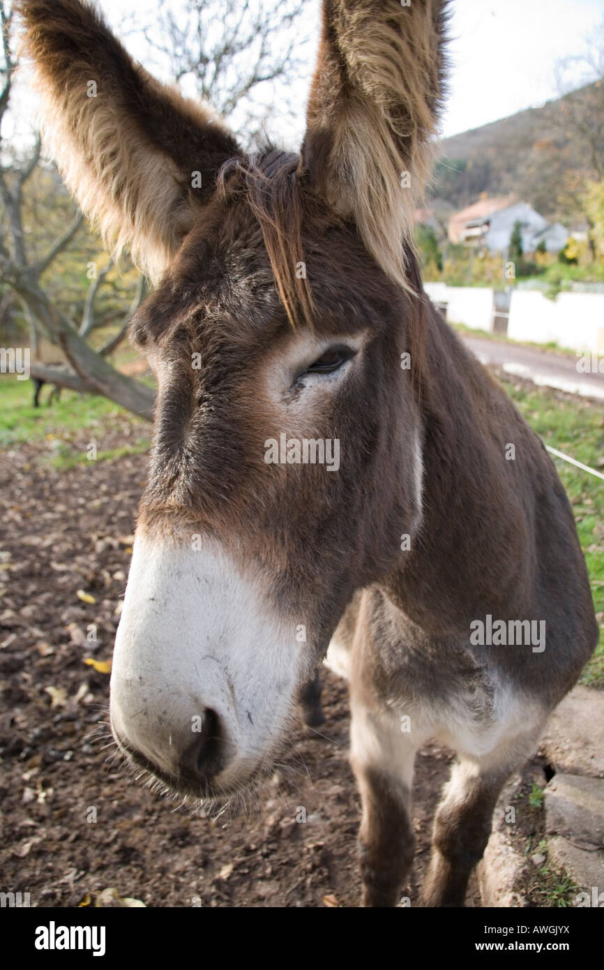 small friendly donkey Stock Photo - Alamy