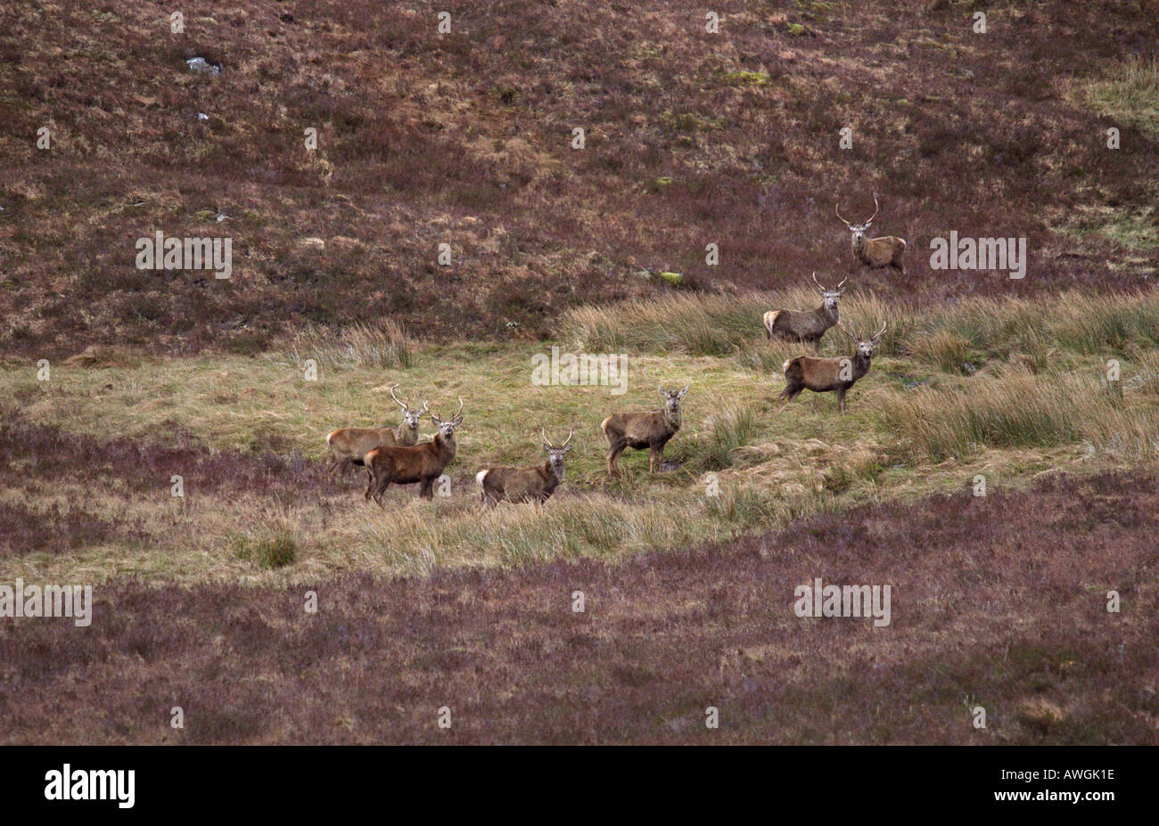 Red deer Scottish Highlands Scotland Stock Photo - Alamy