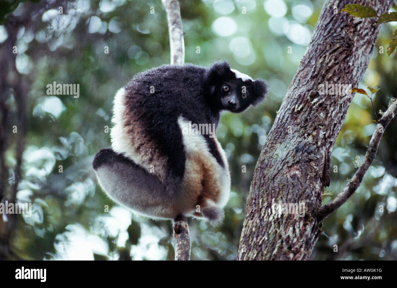 INDRI INDRI INDRI Reserve de Perinet Nord est Madagascar Andasibe ...