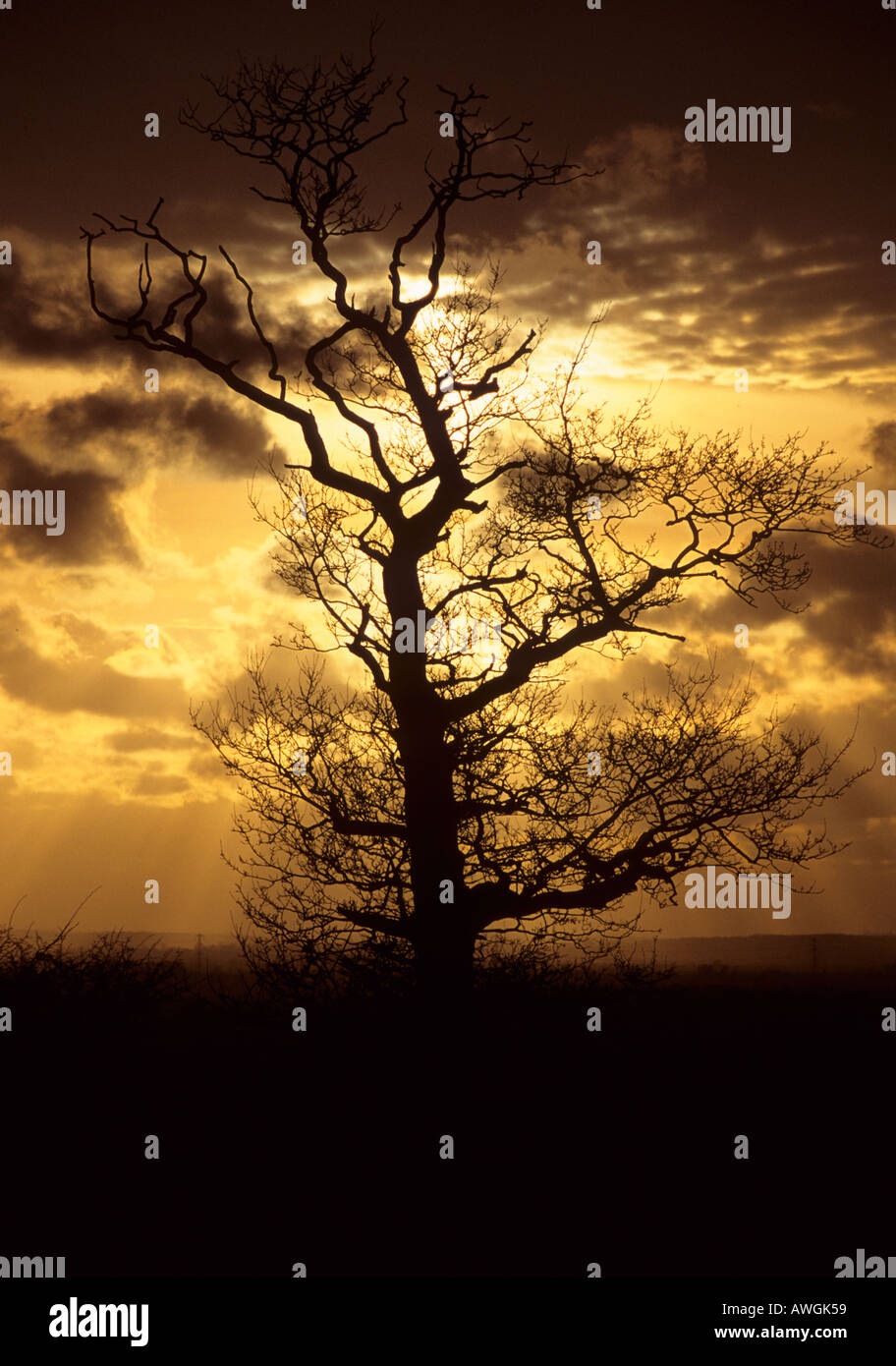 Tree sunset uk hi-res stock photography and images - Alamy