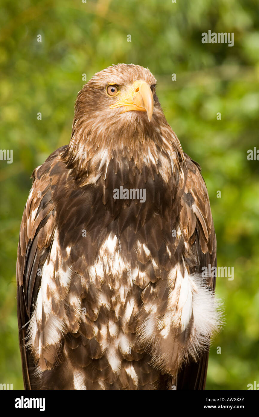 portrait of an eagle Stock Photo - Alamy