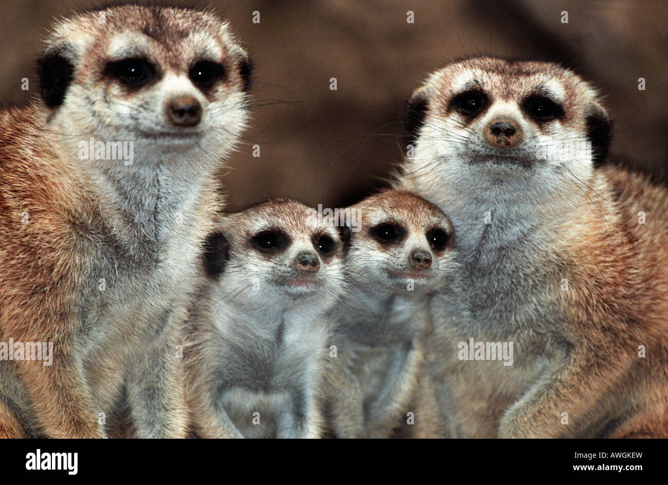 souricate MEERKATS SURICATA SURICATTA WARMING UP AFRICA AFRICA African ...