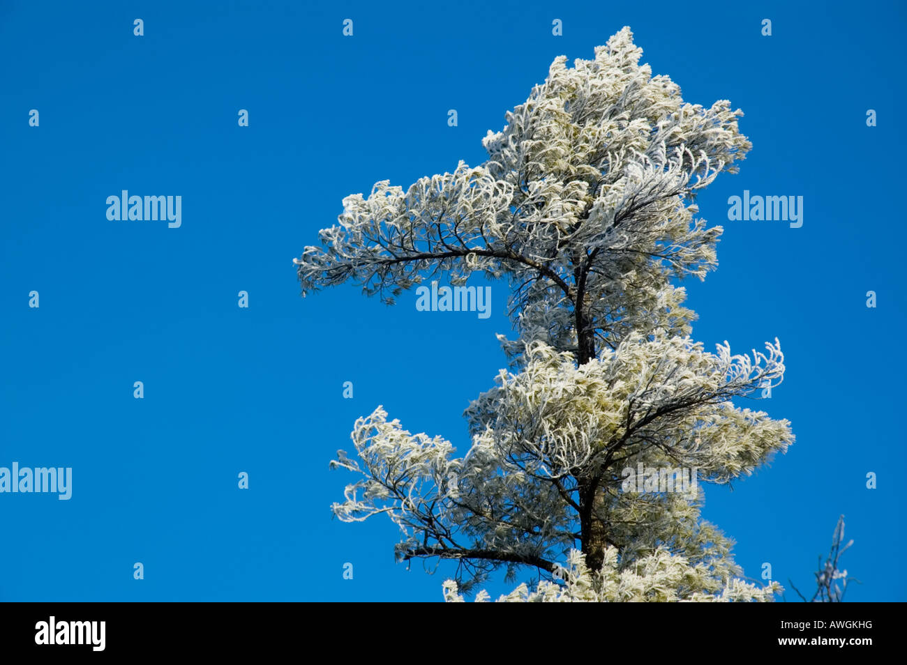 hoarfrost formed on vegetation Stock Photo - Alamy