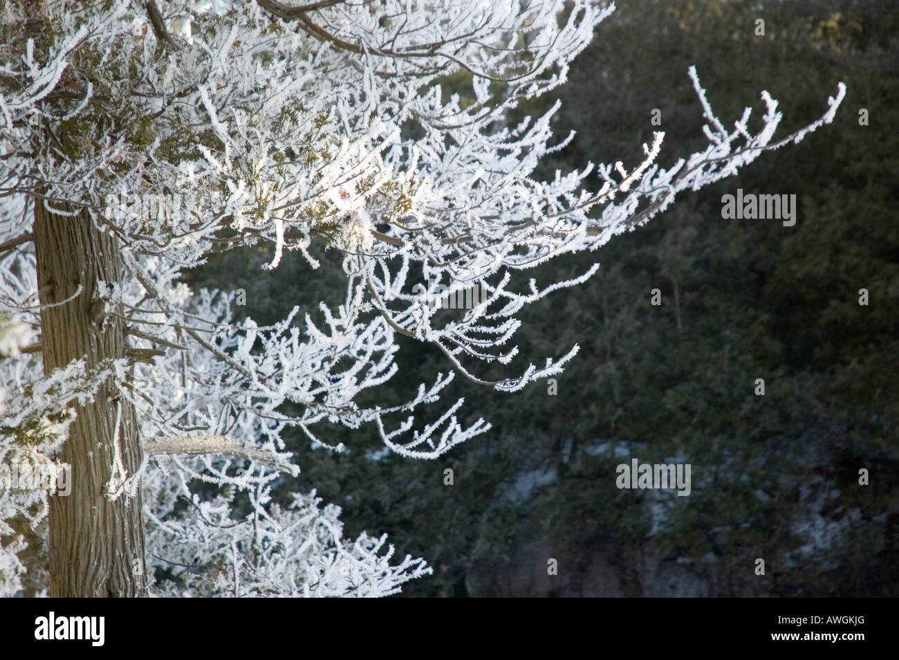 hoarfrost formed on vegetation Stock Photo - Alamy