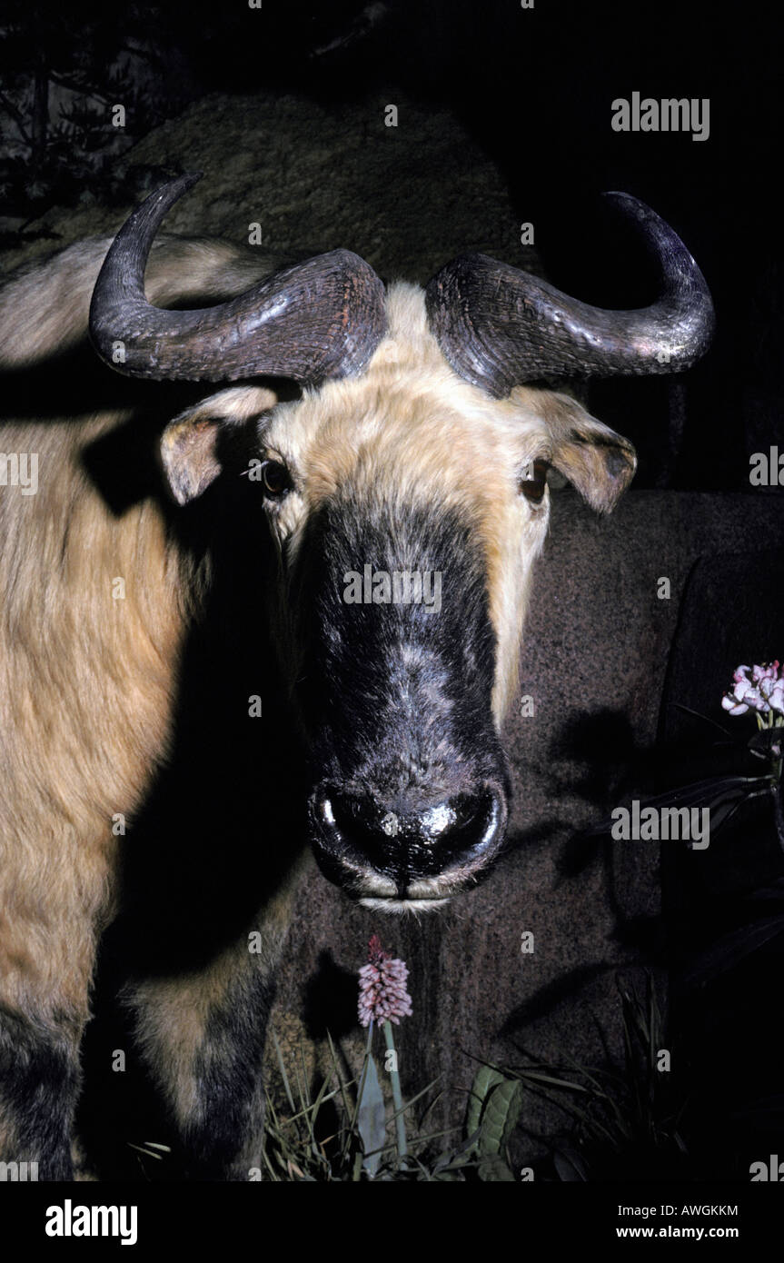 Takin Budorcas taxicolor Bhutan animal animals Artiodactyla asia asian ...