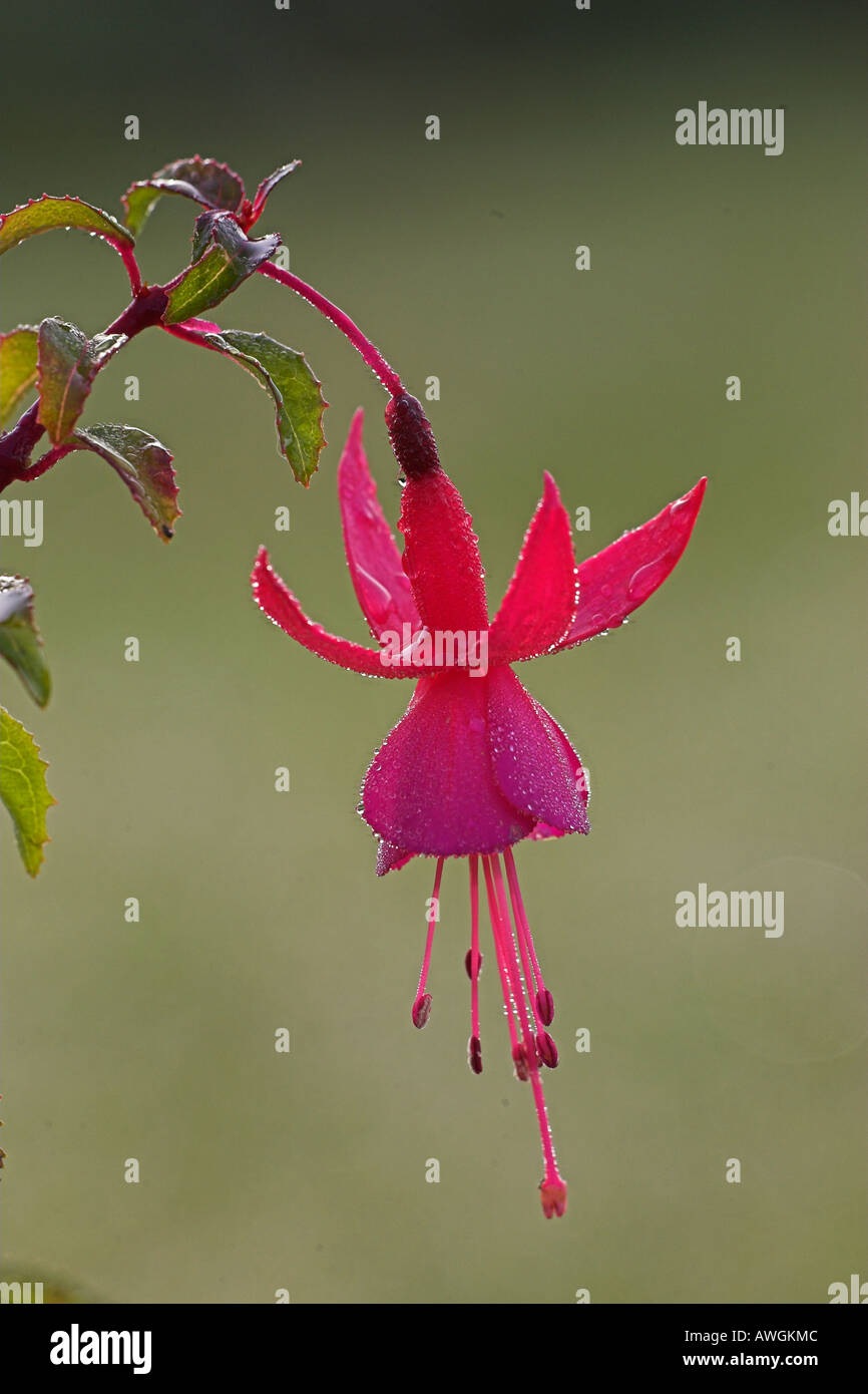 Fuchsia species in garden Stock Photo - Alamy