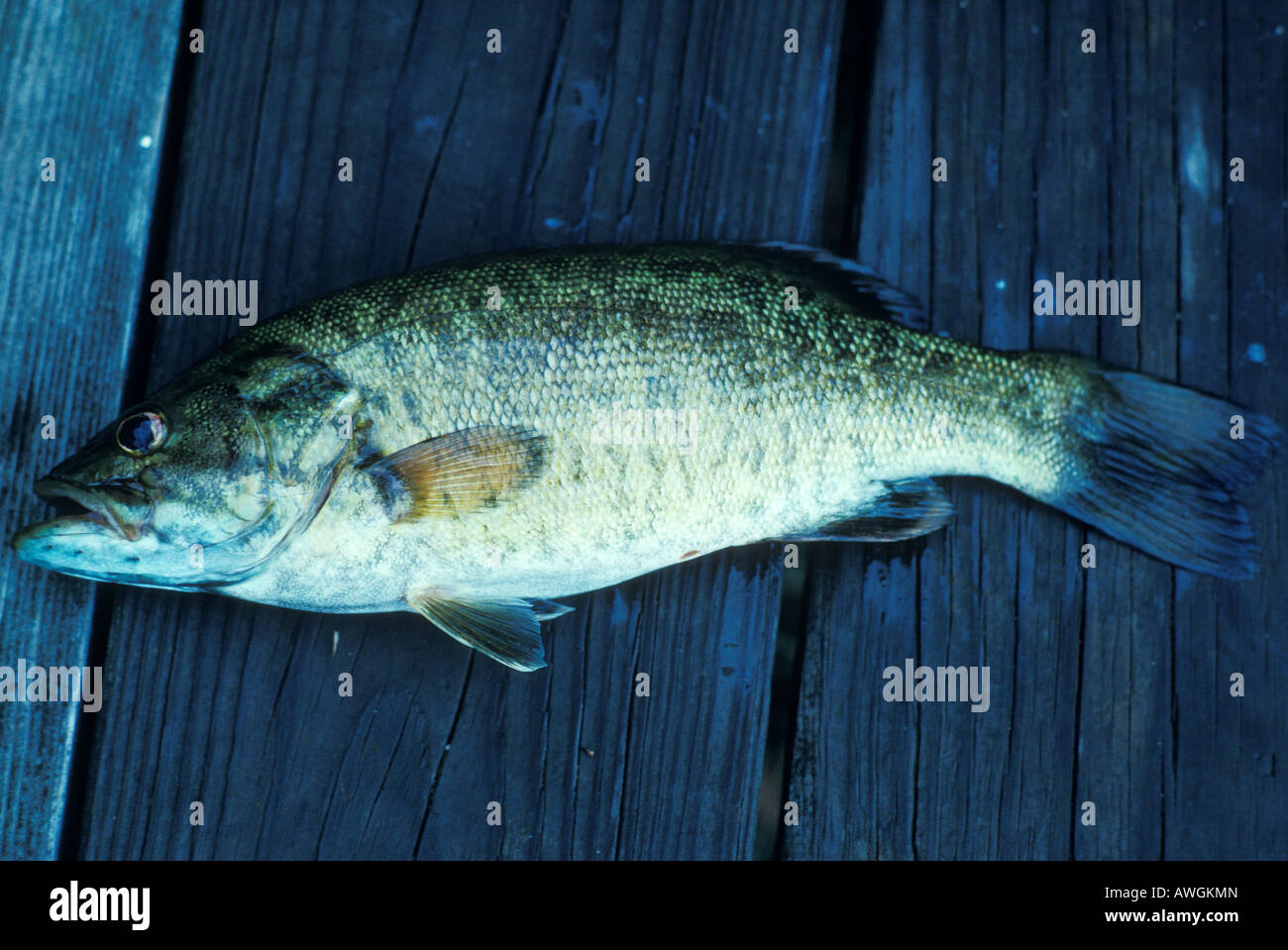 Small mouth bass Stock Photo - Alamy