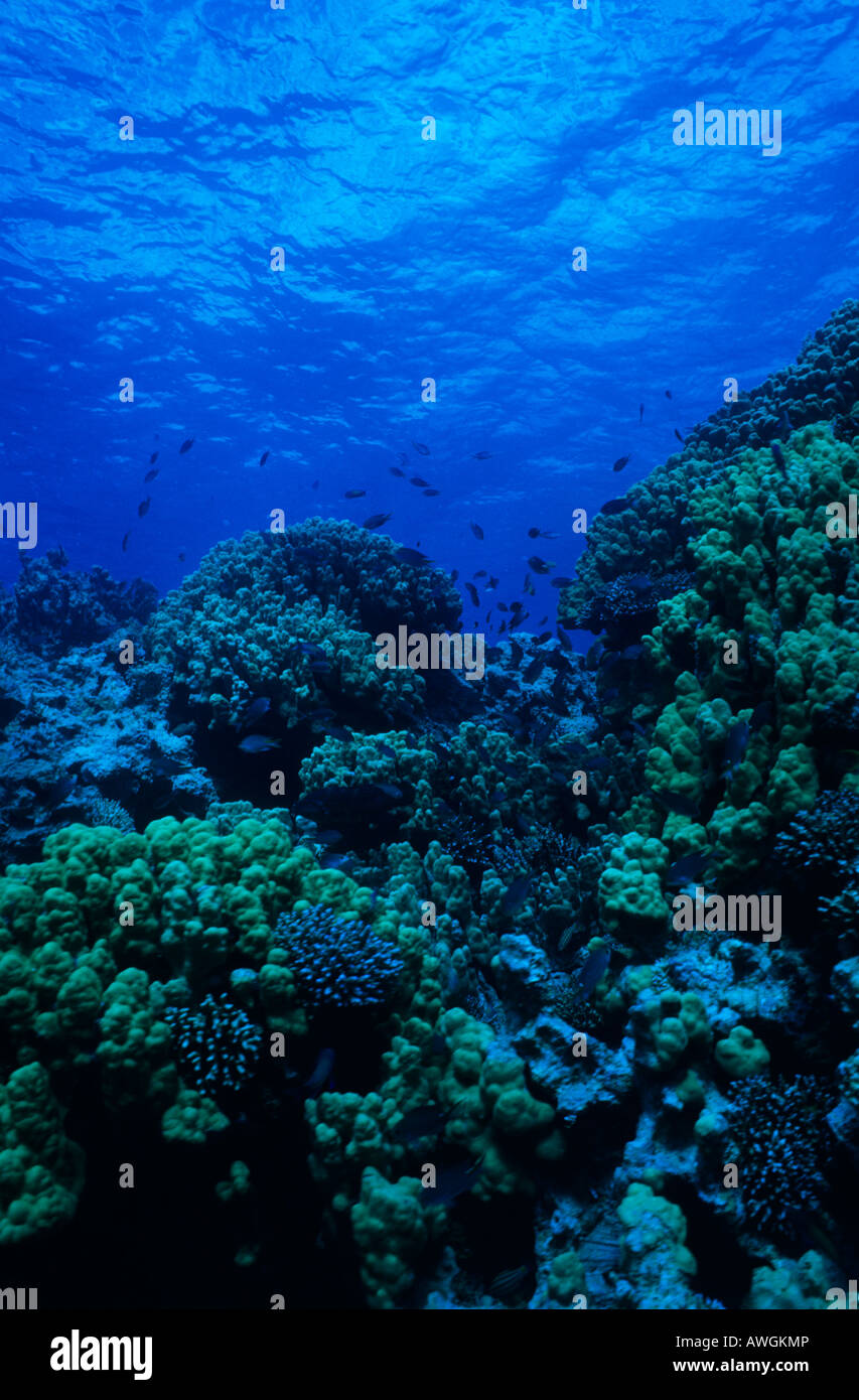 Coral reef, Great barrier, Australia Stock Photo - Alamy