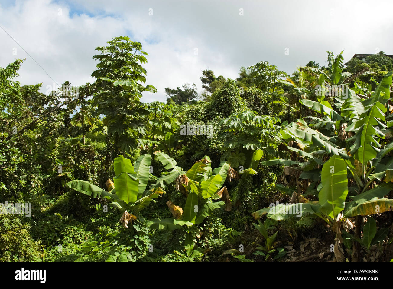 A Forest of Tropical Trees, Grand Etang National Park and Forest ...