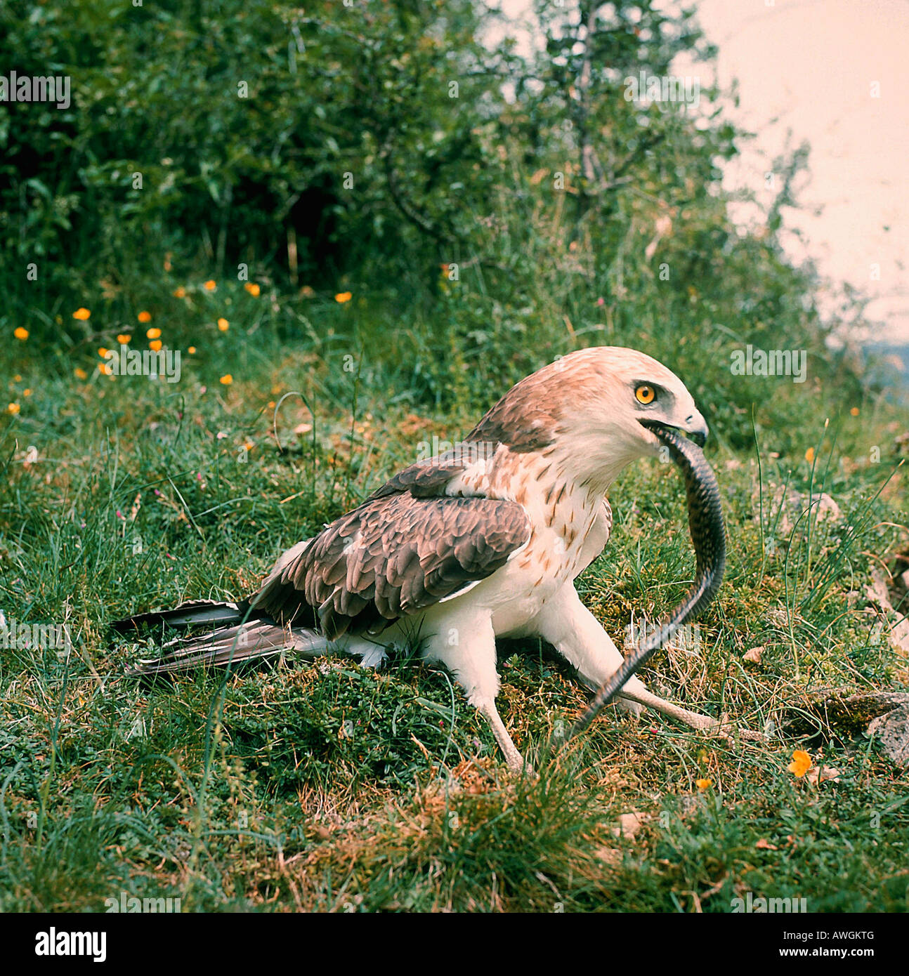 CIRCAETE JEAN LEBLANC circaetus gallicus Europe Asie EURASIAN SHORT ...