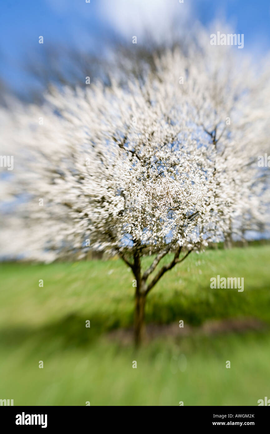 blooming tree in spring Stock Photo - Alamy