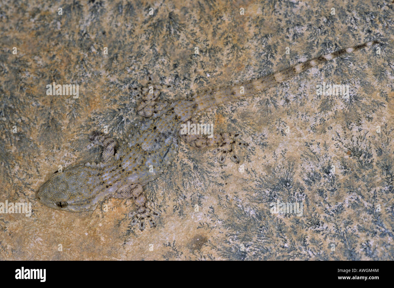 Tarentola mauritanica lizard France Stock Photo - Alamy
