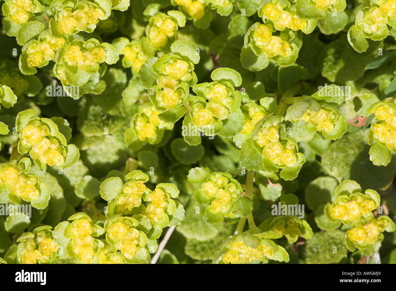 Opposite leaved golden saxifrage Chrysosplenium oppositifolium Mull of ...