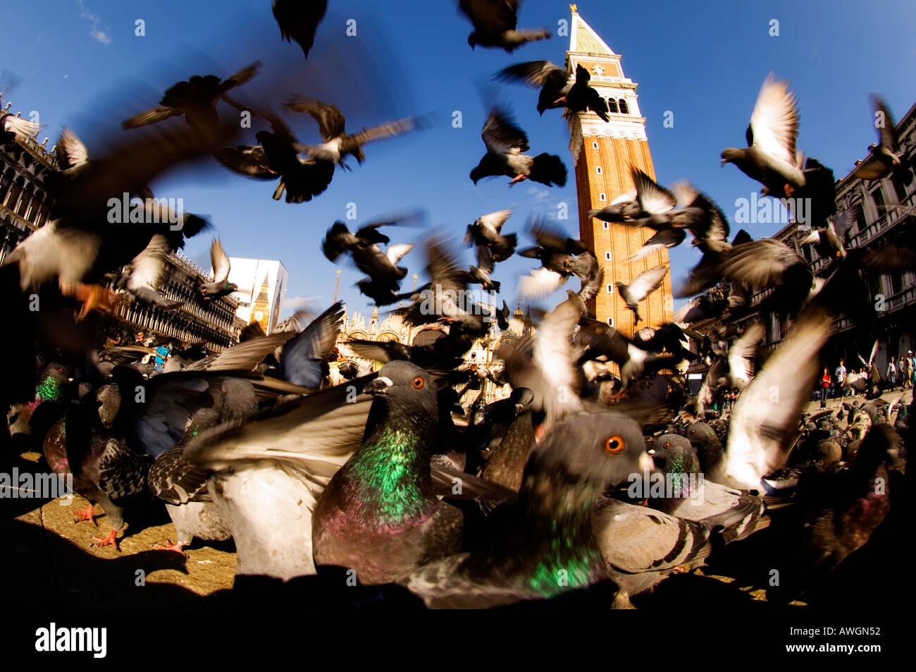 Pigeons taking flight building hi-res stock photography and images - Alamy