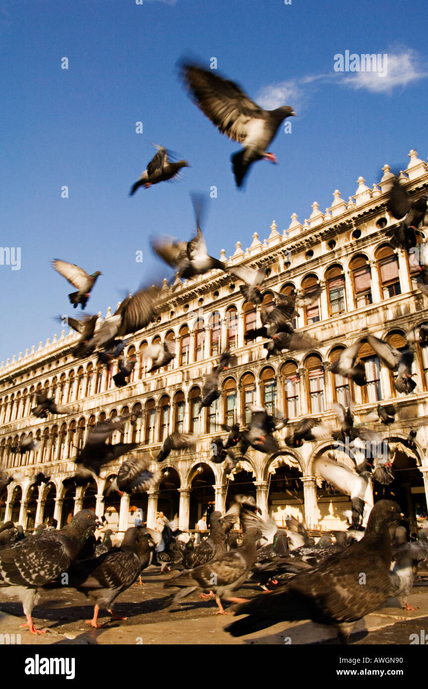 Pigeons taking flight building hi-res stock photography and images - Alamy