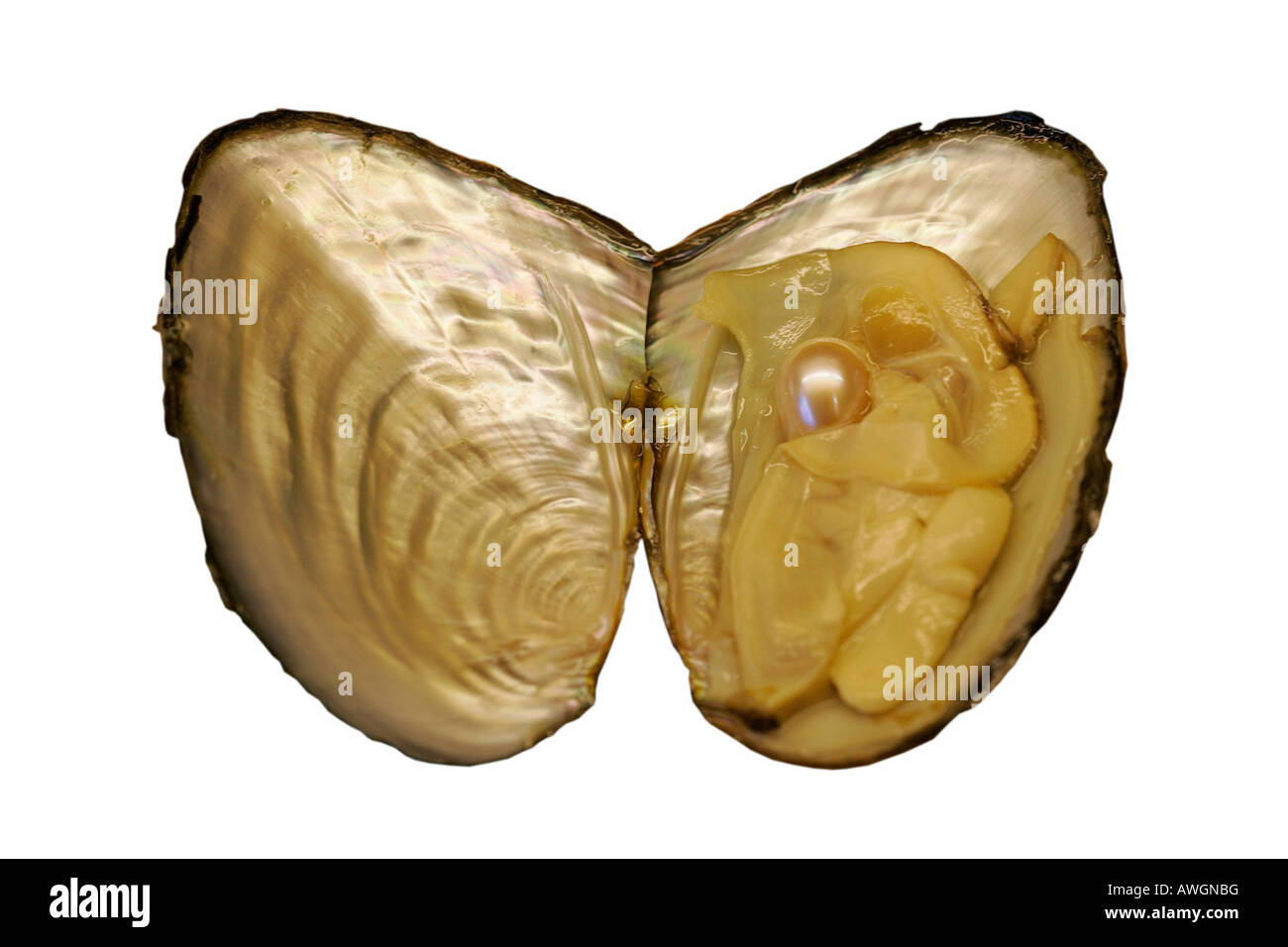 pearl burrow shell mussel shining brightness bright brilliant silver ...