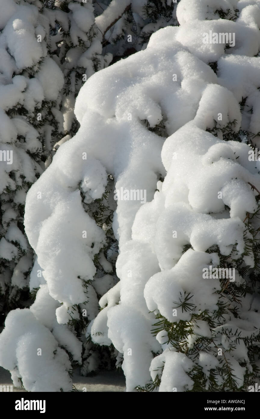 heavy wet snow accumulating on branches of evergreen bush Stock Photo ...