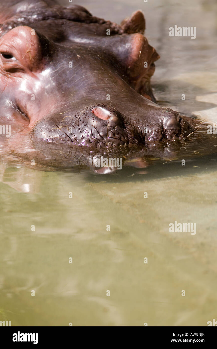 Captured hippo hi-res stock photography and images - Alamy
