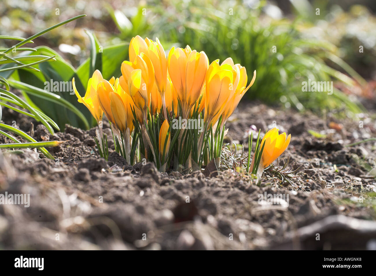 Yellow crocus Crocus species growing in garden Ringwood Hampshire ...
