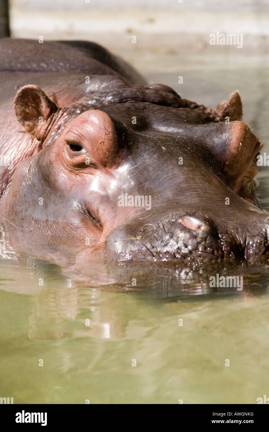 Captured hippo hi-res stock photography and images - Alamy