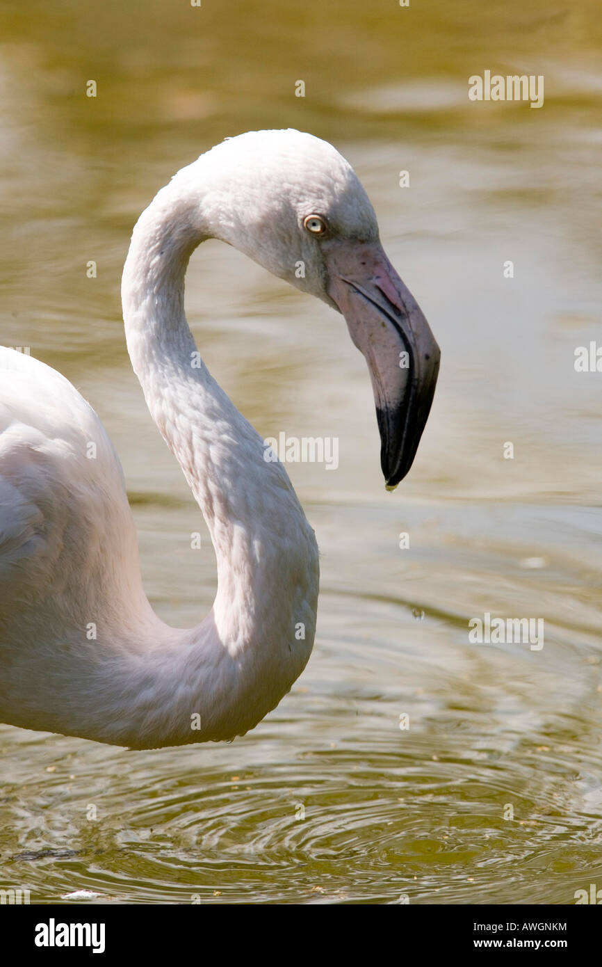 Flamingo Hunt High Resolution Stock Photography and Images - Alamy