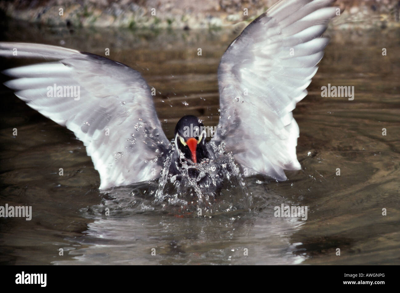 Sterne incas Inca Tern Sterne inca Inkaseeschwalbe Larosterna inca The ...
