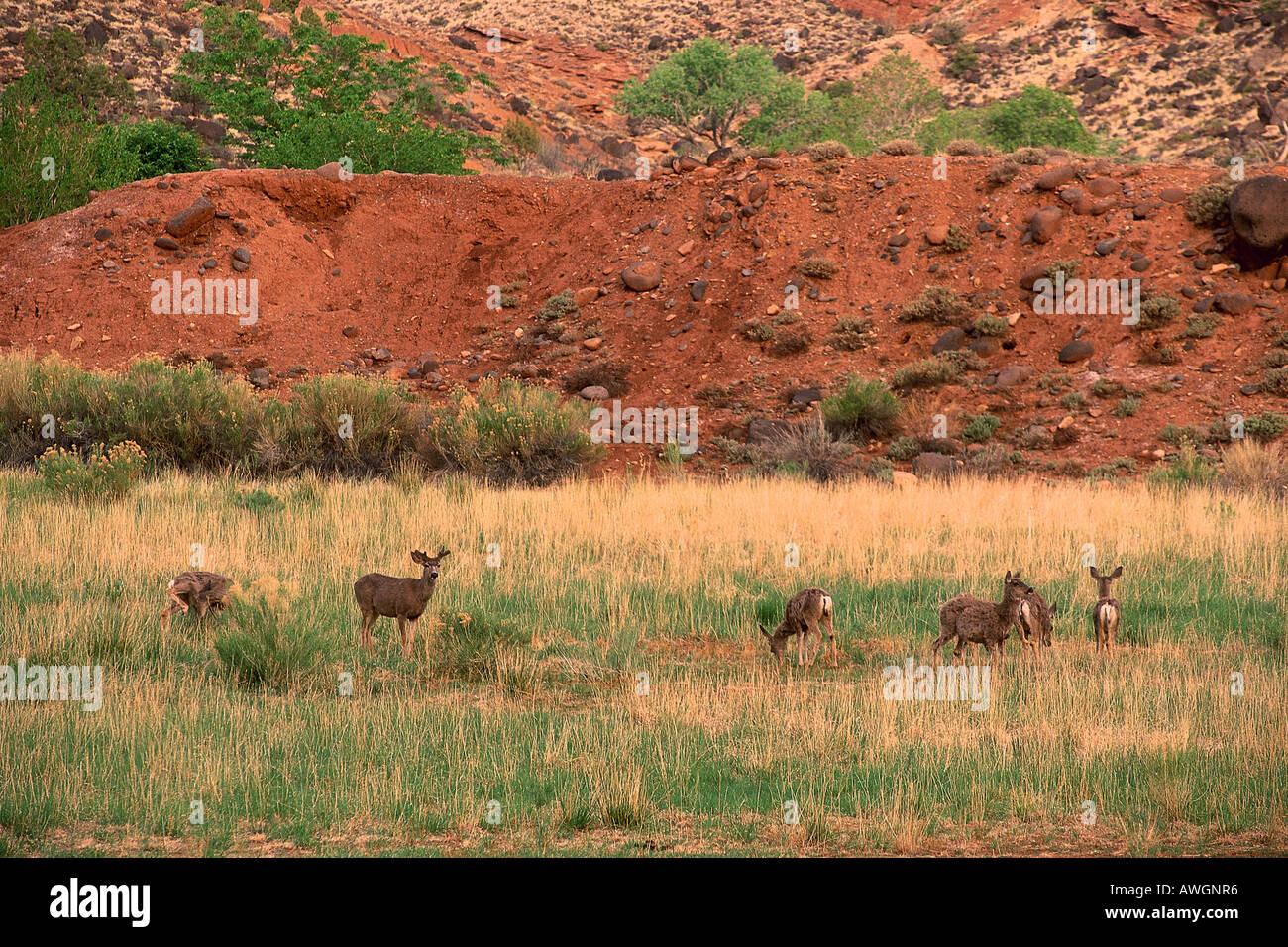 Deer grazing on the once large areas of grassland now turned mainly to ...