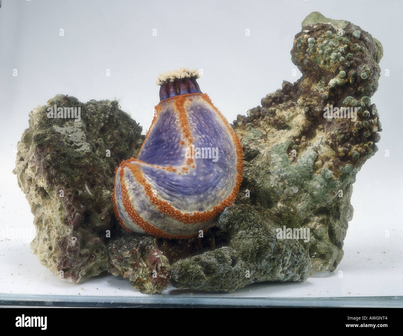 Paracumaria hi-res stock photography and images - Alamy