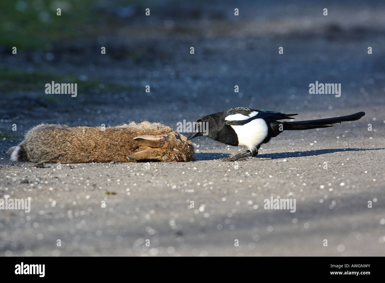 Dead rabbits hi-res stock photography and images - Alamy