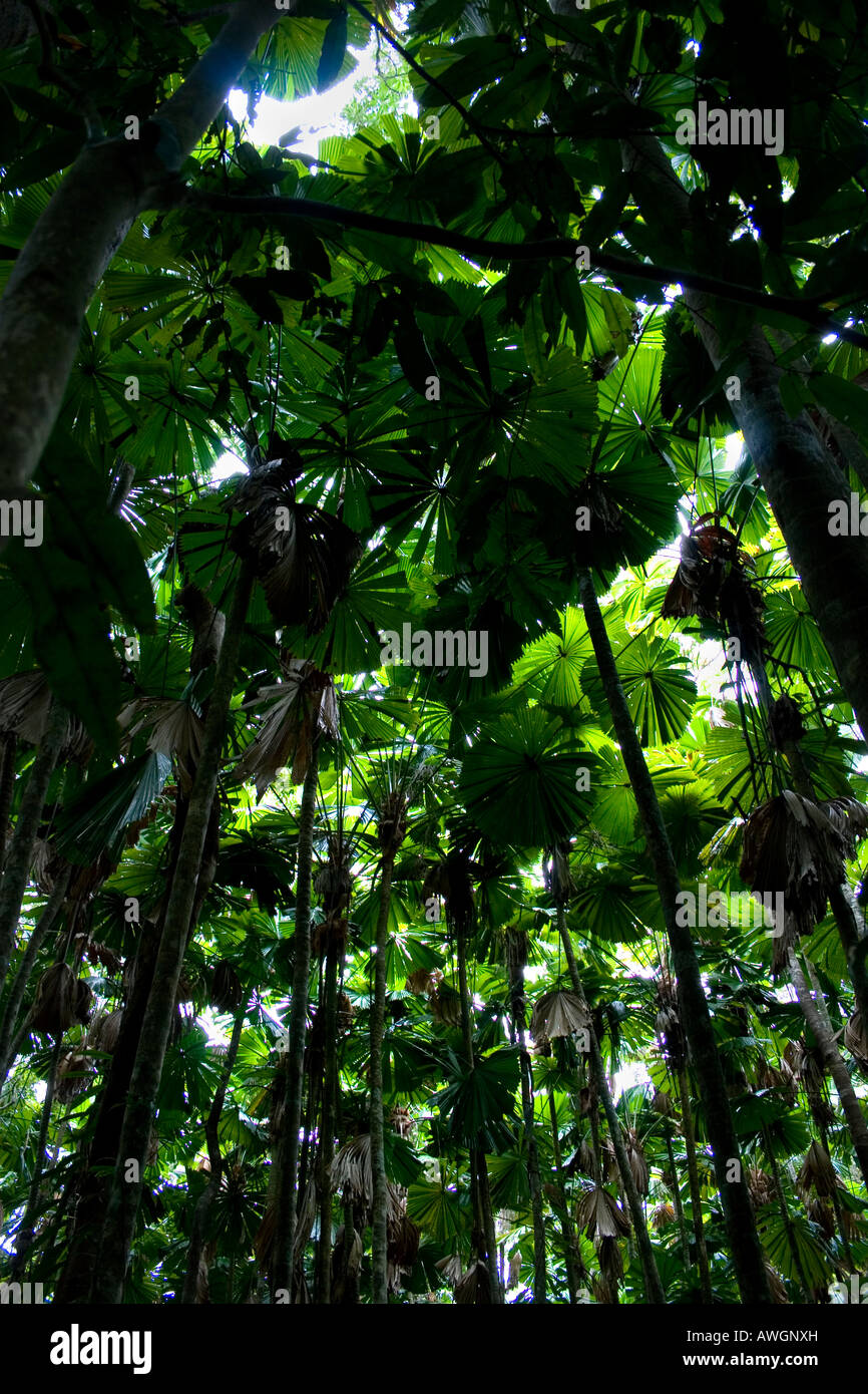 Daintree rainforest hi-res stock photography and images - Alamy