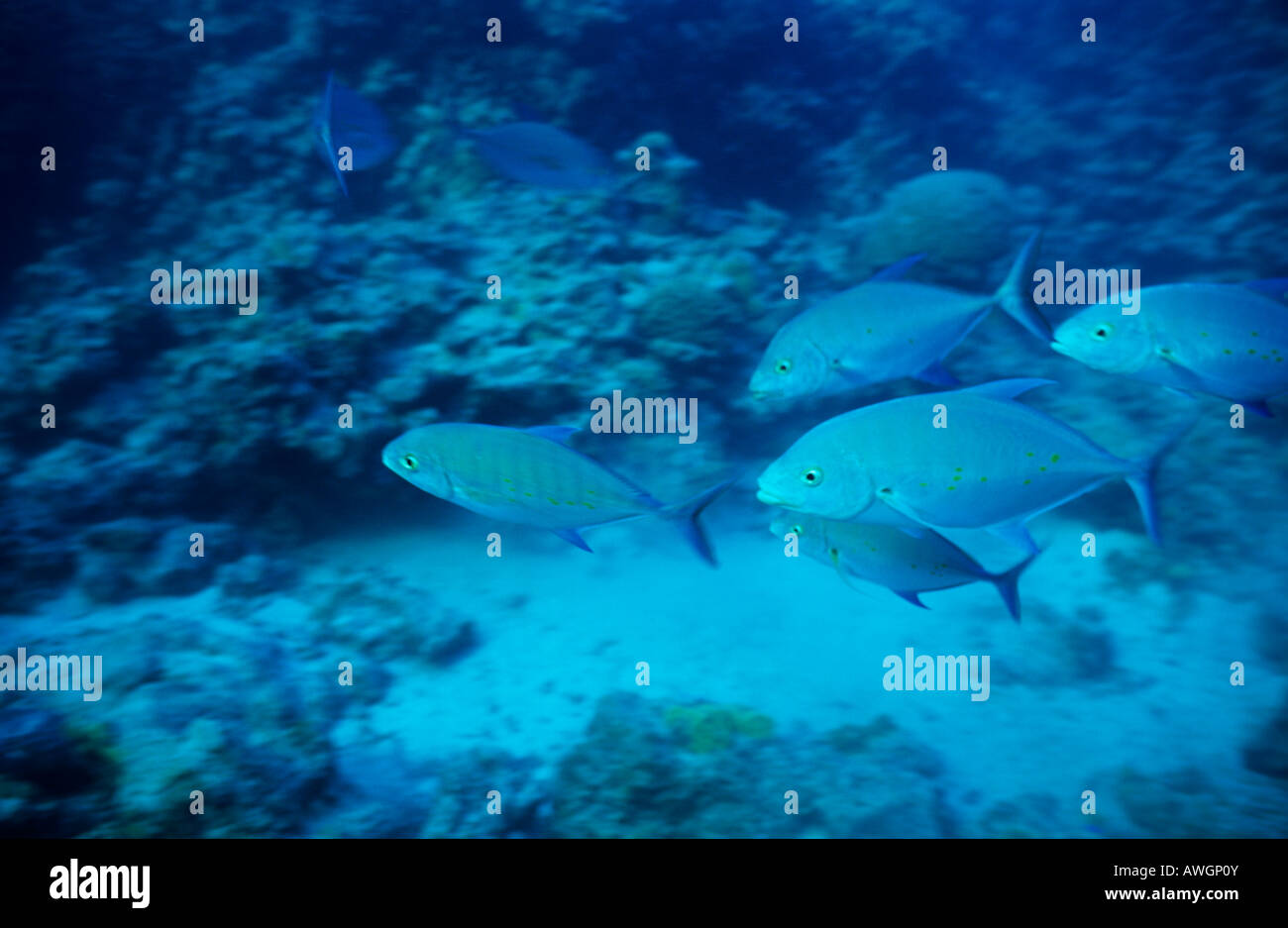 Habitats of fishes hi-res stock photography and images - Alamy