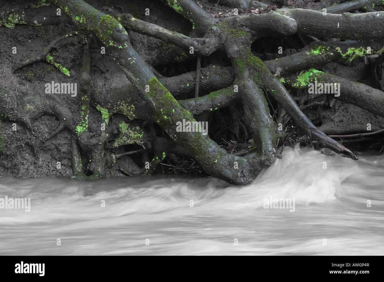 Water Erosion, tree roots Stock Photo - Alamy