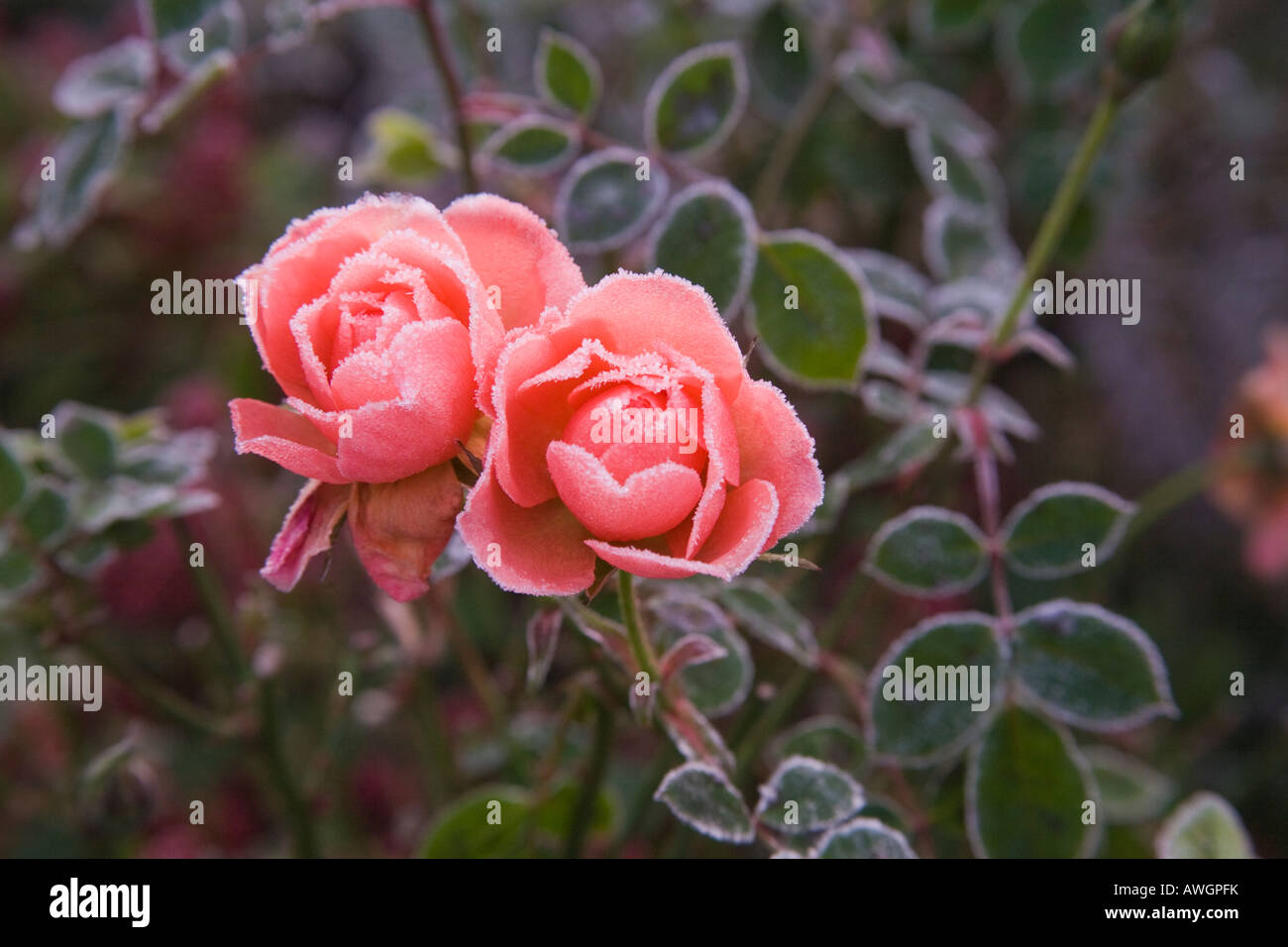 Frost on roses Stock Photo - Alamy