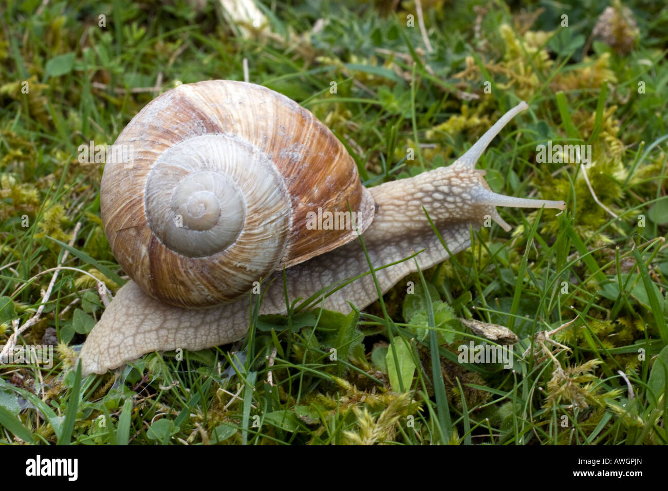Large Roman Snail. Latin name: Helix pomatia Stock Photo - Alamy