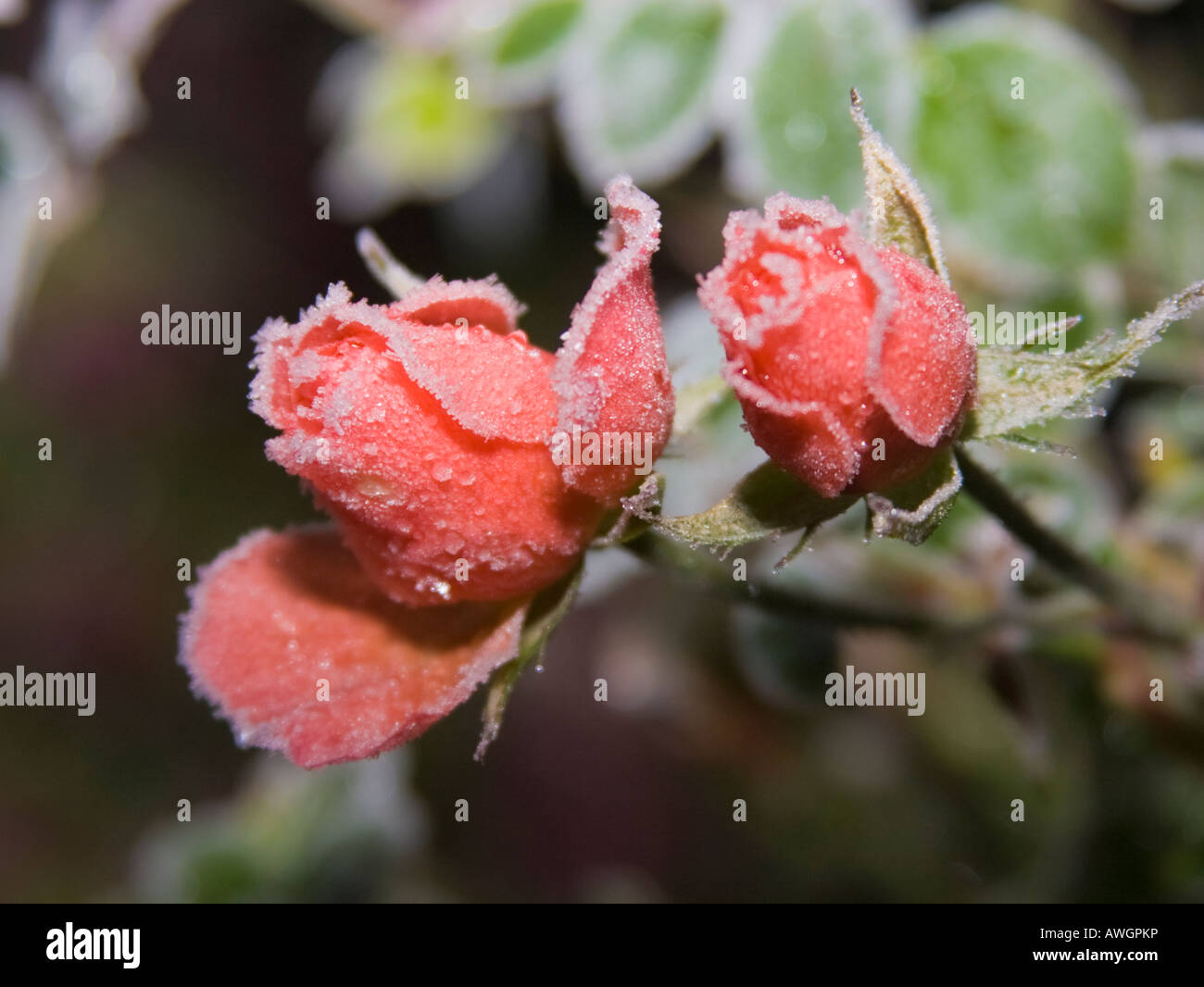 Frost on roses Stock Photo - Alamy