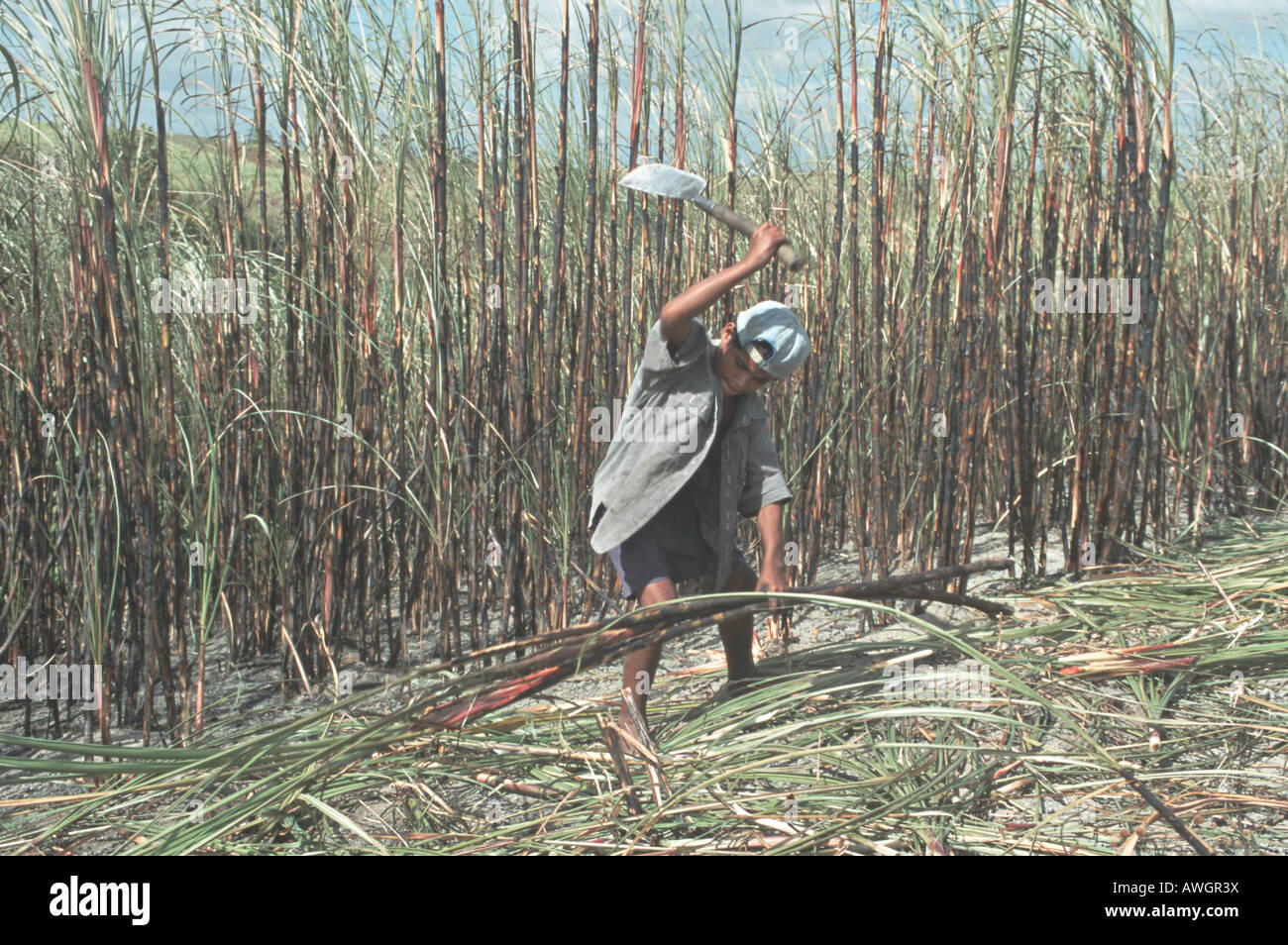 Sugar cane cutter hi-res stock photography and images - Alamy