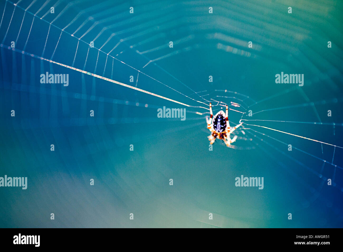 spider in its web Stock Photo - Alamy