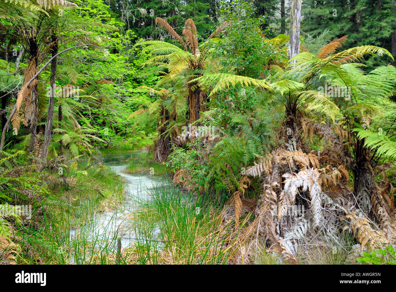 Tree fern. Whakarewarewa Forest, Rotorua, North Island, New Zealand ...