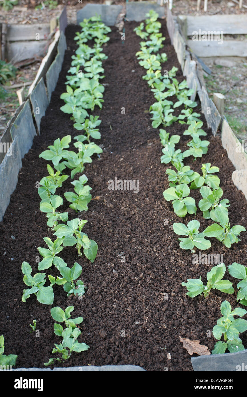 COMPOST USING COMPOST AS A MULCH ROUND WINTER SOWN BROAD BEANS Stock ...