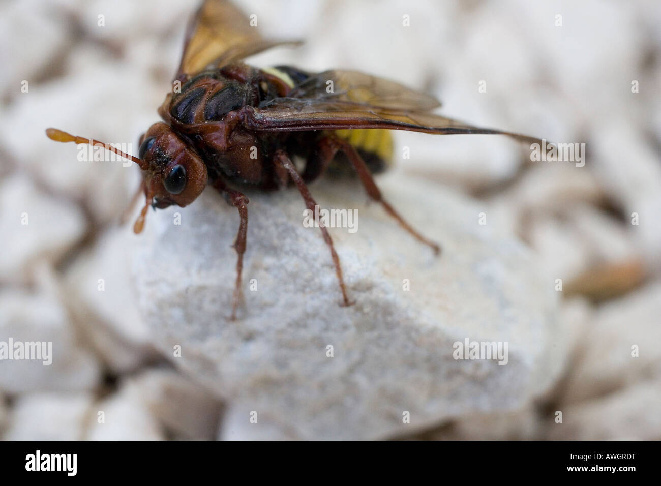 close-up of a hornet Stock Photo - Alamy