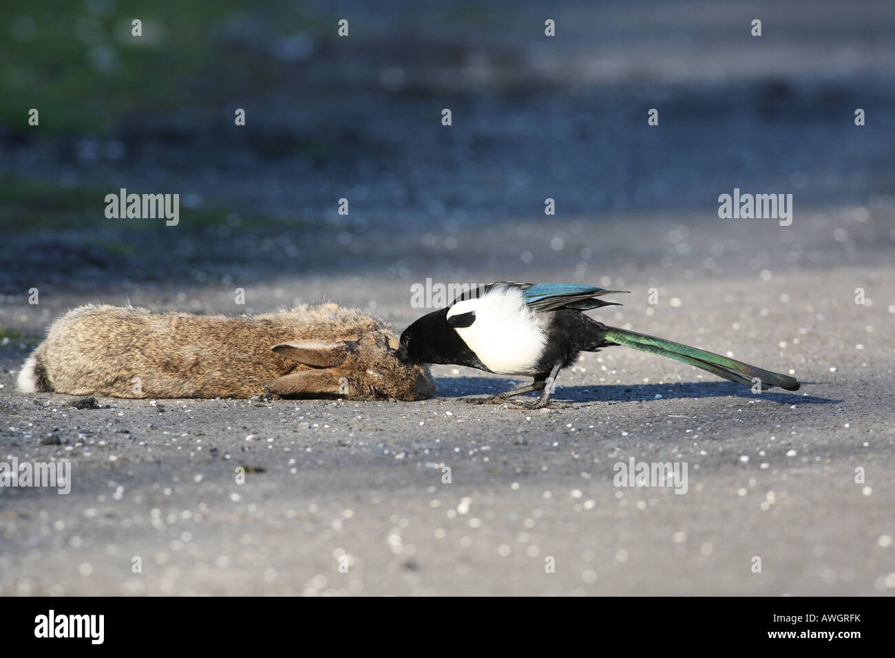 Dead rabbits hi-res stock photography and images - Alamy