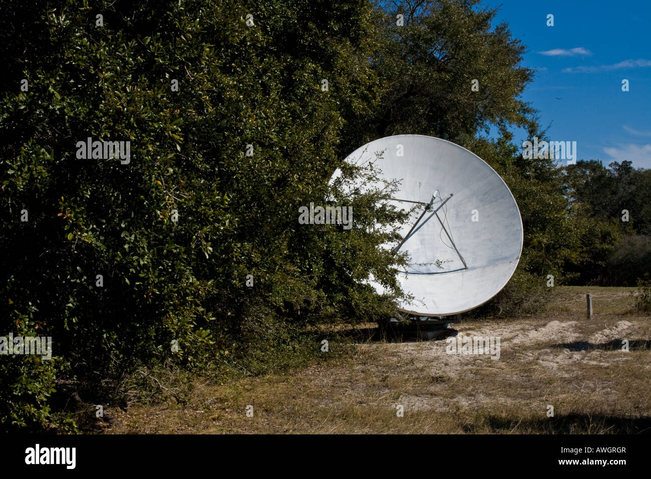 One satellite dish antenna, partially obscured by trees, pointing ...