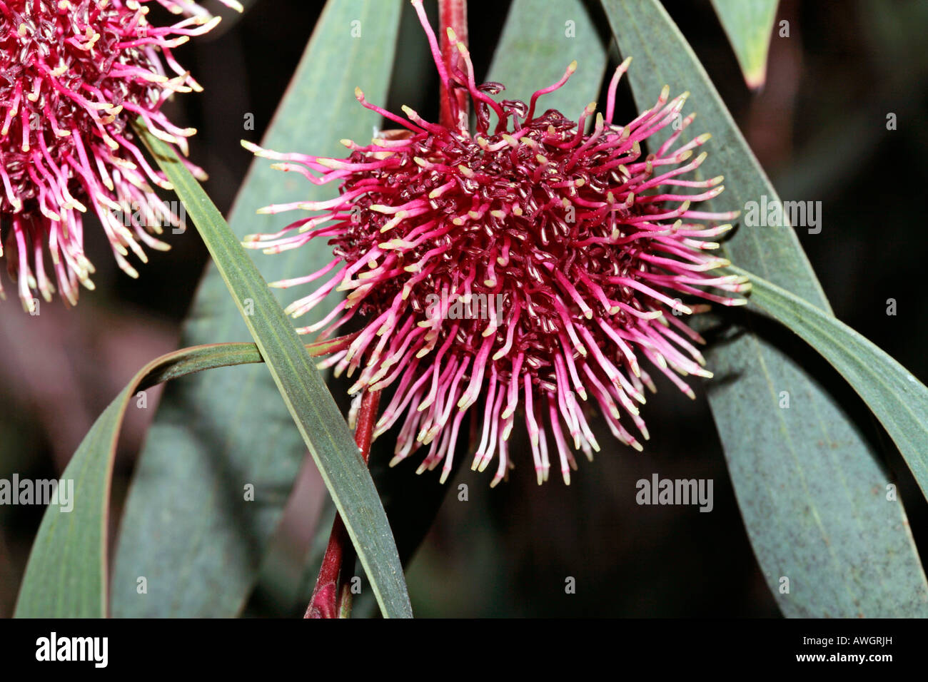 Hakea laurina hi-res stock photography and images - Alamy