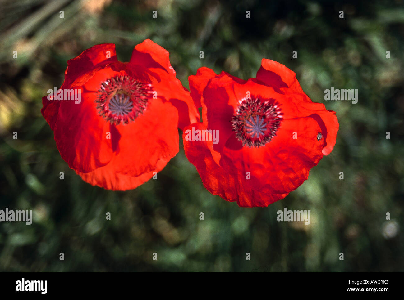 Turkey, Central Anatolia, vivid red poppy (Papaver) flowers, close-up ...