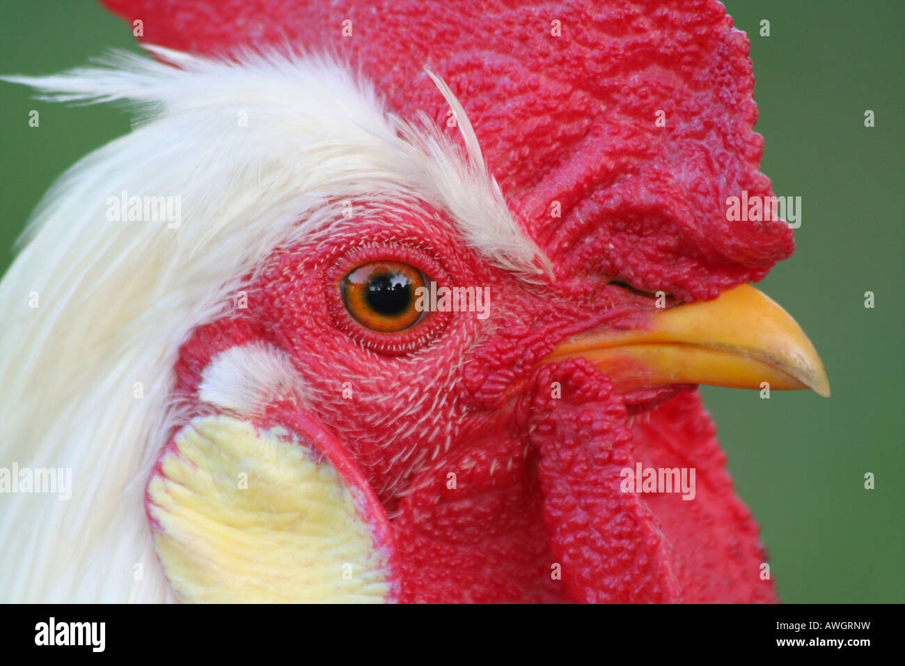 White rooster hi-res stock photography and images - Alamy